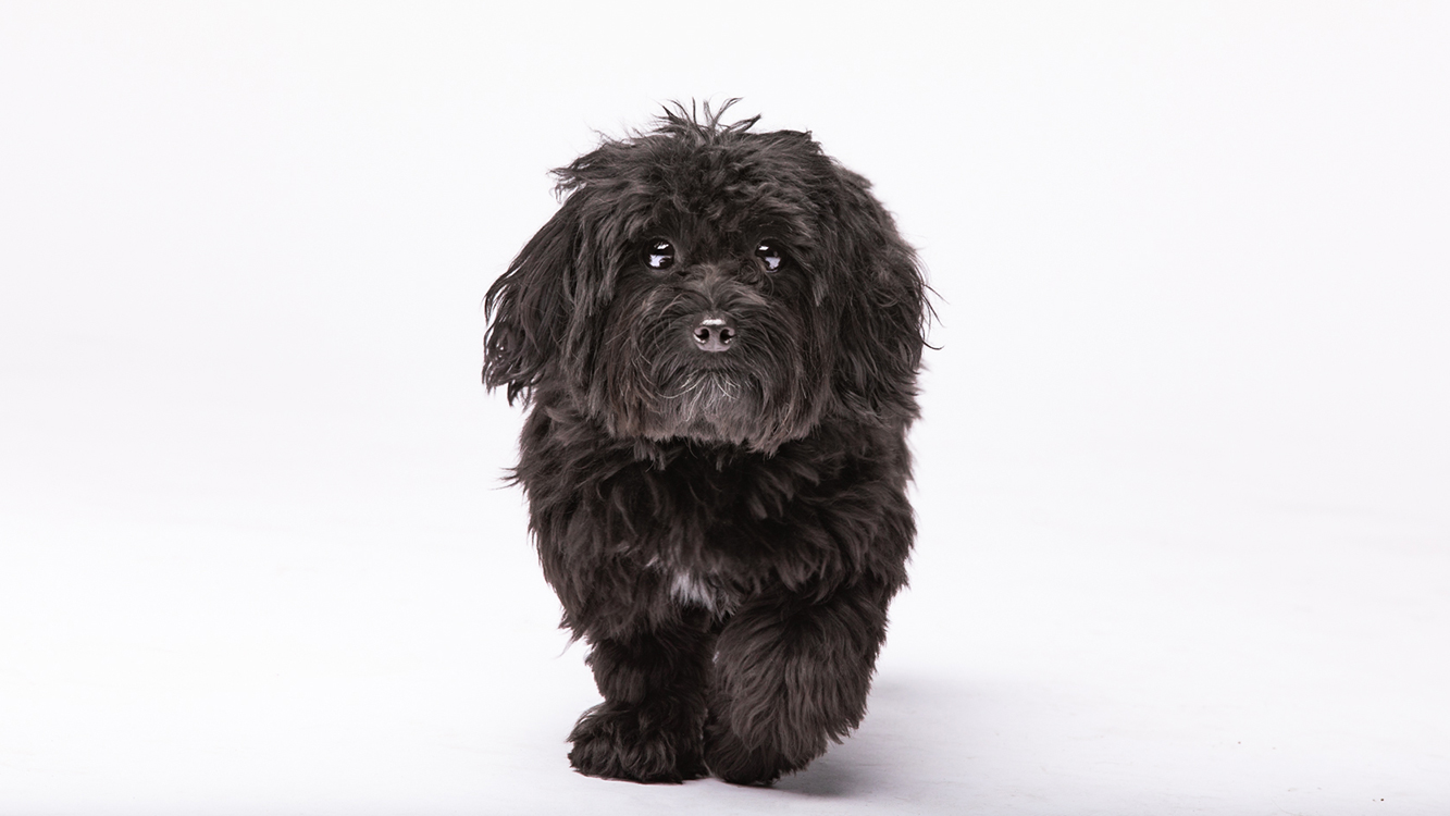 Raven Hawthorne | Balcom Agency | Fort Worth, Texas