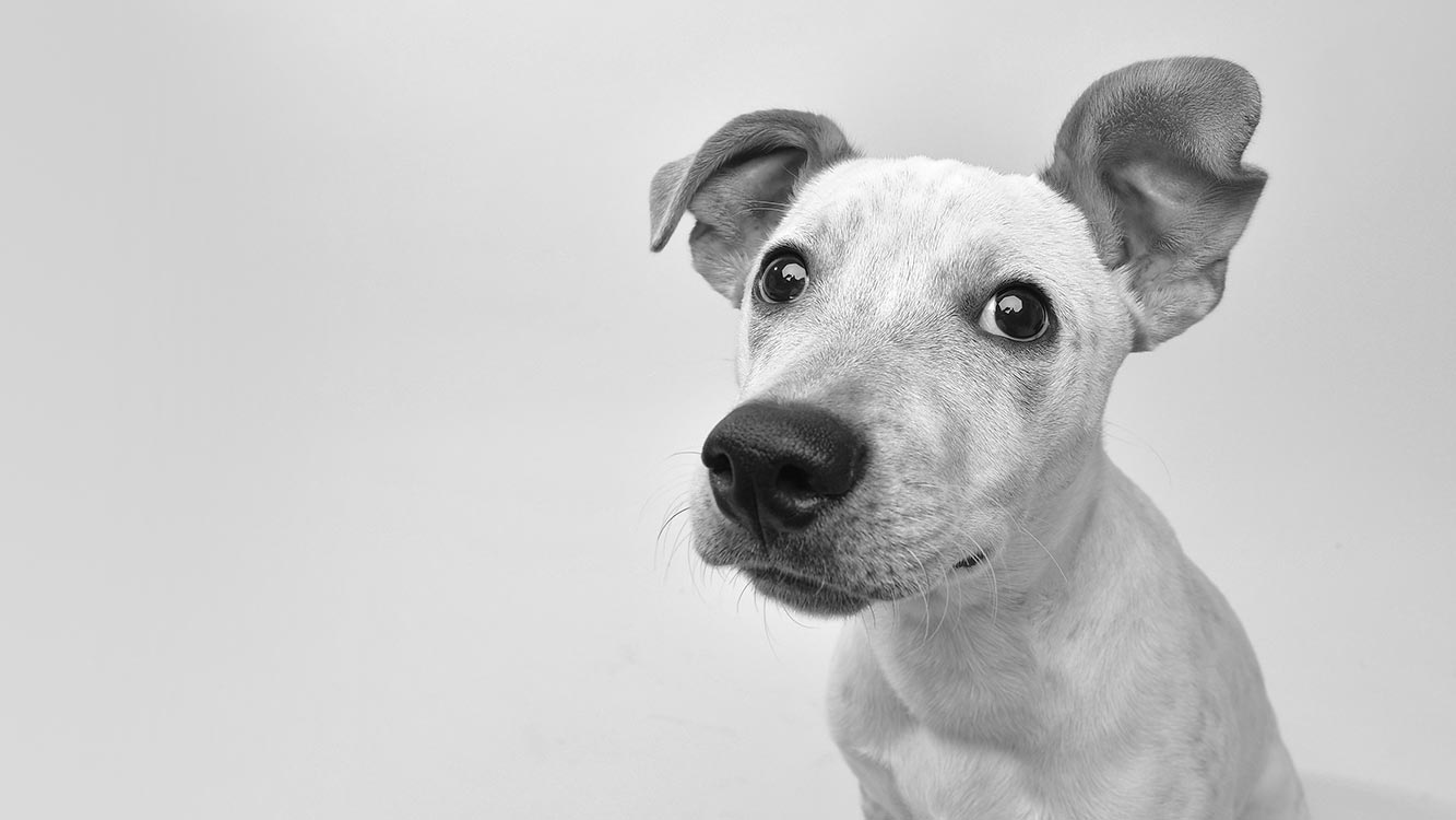 Balcom Agency Named Agency of Record for Humane Society of North Texas